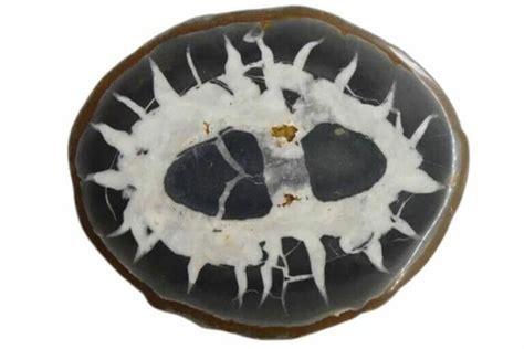 Full Septarian Nodule Guide Photos Facts And Locations