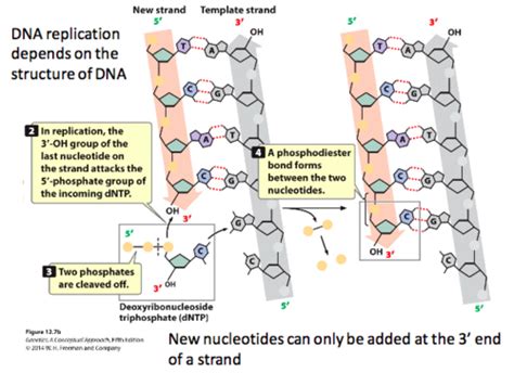 MCDB 2150 Principles Of Genetics Ex 1 Material Flashcards Quizlet