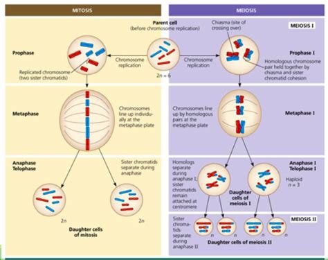Chromosomes Meiosis And Sexual Life Cycles Flashcards Quizlet