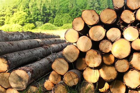 시골 들판길을 따라 쓰러진 나무 줄기 더미 처리되지 않은 나무가 떨어졌습니다 로깅 산업 생태 및 불법 삼림 벌채 클로즈업 0명에 대한 스톡 사진 및 기타 이미지 Istock