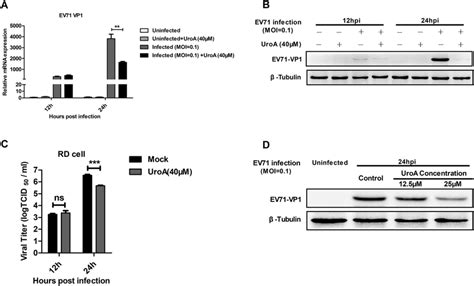 Uroa Inhibits Ev71 Replication In Vitro Rd Cells Were Infected With Download Scientific
