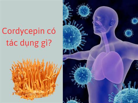 Cordycepin Và Adenosine Là Gì Tác Dụng Như Thế Nào Thực Phẩm Bổ Dưỡng Cao Cấp Ogafa