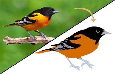 How To Convert Raster To Vector In Adobe Illustrator Design Talk
