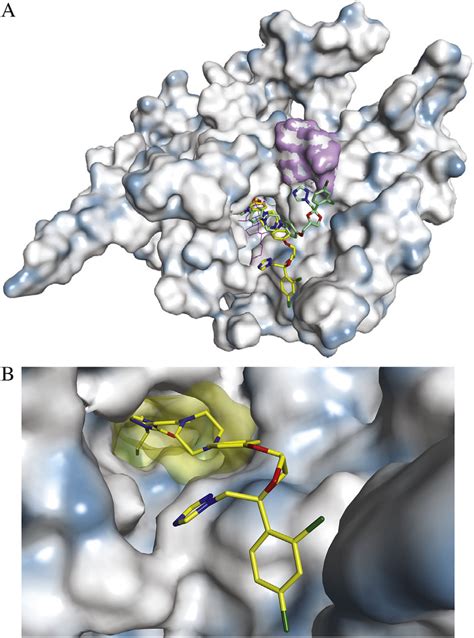 Modeling Of The Osbp Ord Structure With Itz A Homology Model Of The Download Scientific