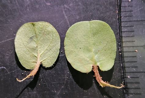 Evolvulus Nummularius Convolvulaceae