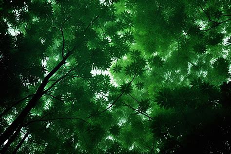 녹색에서 녹색 숲의 녹색 숲 벽지 포레스트 그린 그림 배경 일러스트 및 사진 무료 다운로드 Pngtree