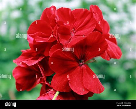 Ivy Geranium With Red Flowers Geranium Peltatum Ivy Leaf Geranium