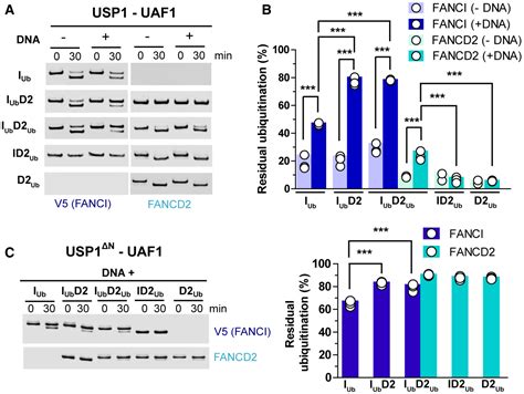 Structural And Biochemical Basis Of Interdependent Fanci‐fancd2 Ubiquitination The Embo Journal