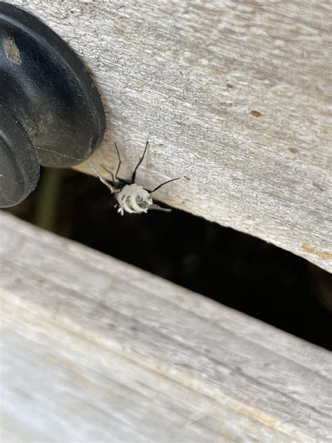 It Was Chilling On My Compost Bin Western Europe R Whatsthisbug
