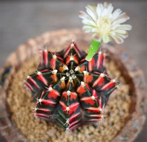 Gymnocalycium Varieties