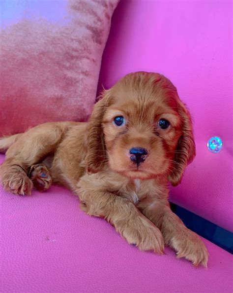Corotos Oferta Cachorro Cocker Spaniel Hembra