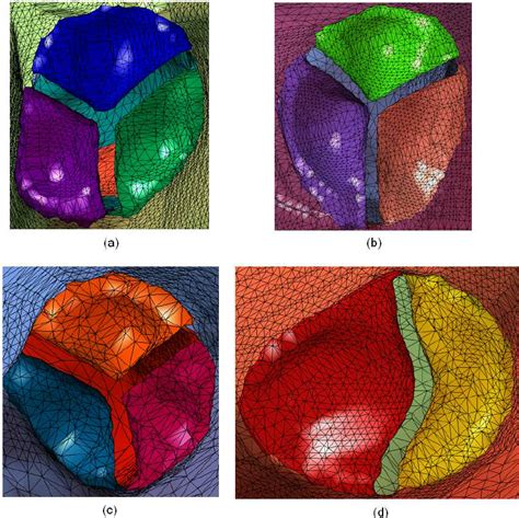 Four Valves With Gaps In The Adaptive Tetrahedral Mesh Of The Cardiac Download Scientific