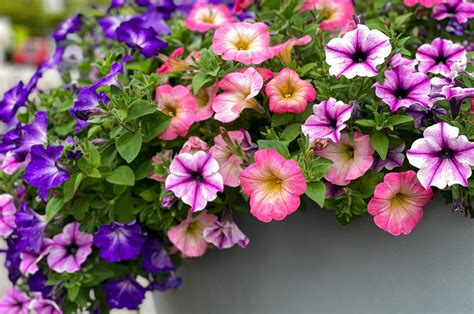 Prepare Petunias For Spectacular Blooms In Your Garden All Summer Long