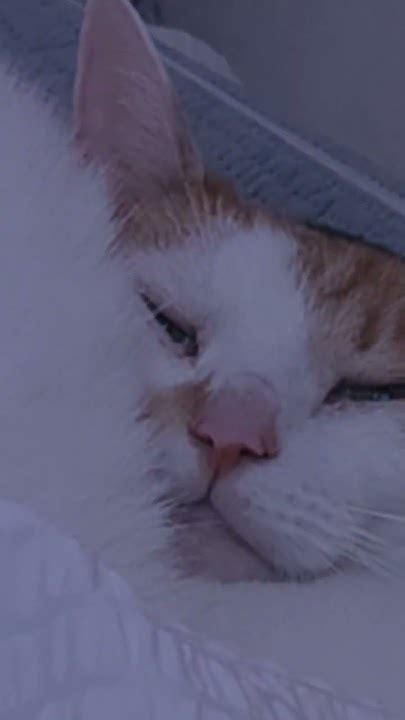 잠에 빠진 꽃님이 Youtube