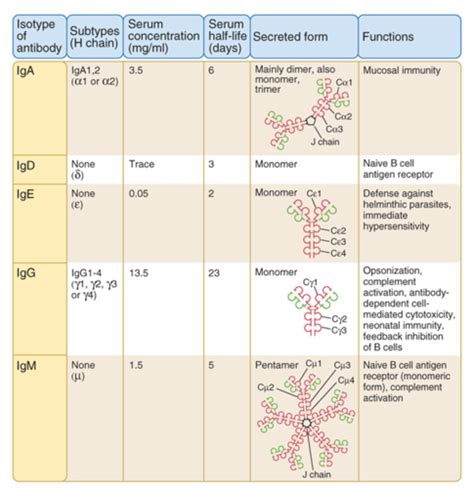 Chapter 4 Antigen Recognition Flashcards Quizlet