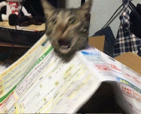 The 4 Stages Of Cat Panic
