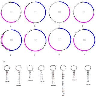 The Whole Genome Sequence Structure And The Stem Loop Structures Of The