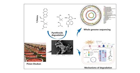 Microbial Fermentation As An Efficient Method For Eliminating Pyrethroid Pesticide Residues In