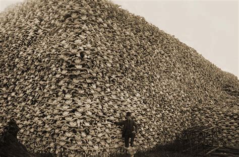 Haunting Photos Of The Bison Extermination In 19th Century America Rare Historical Photos