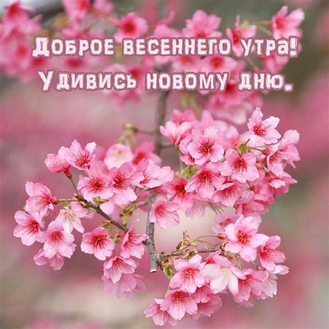 С добрым весенним утром 150 картинок