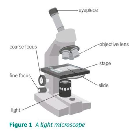 B1 1 Microscopes Flashcards Quizlet
