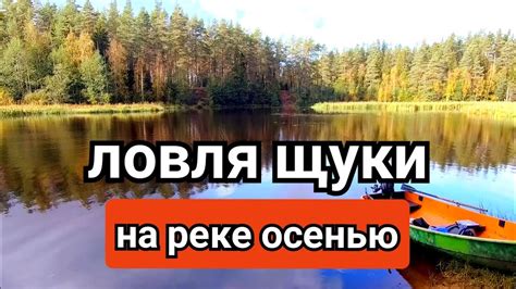 Ловля щуки на реке. Осенние жерлицы на щуку. Река Широкая. - YouTube