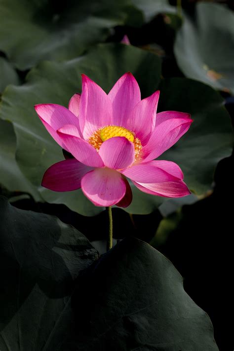 로터스 꽃 핑크 Pixabay의 무료 사진