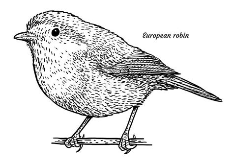 European Robin Erithacus Rubecula Illustration Drawing Engraving Ink Line Art Vector Stock