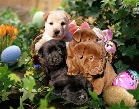 Easter Puppies Wallpapers 4k Hd Backgrounds On Wallpaperbat