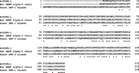 Maternally Localized Rna Encoding A Serine Threonine Protein Kinase In
