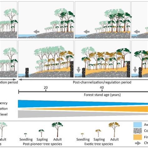 Conceptual Model Of Ecological Trajectory Of Riparian Forests Between Download Scientific