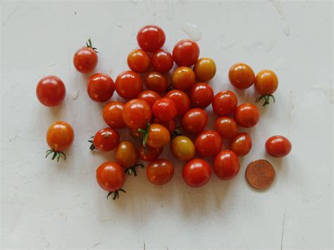 These Tiny Tomatoes From My Garden R Mildlyinteresting