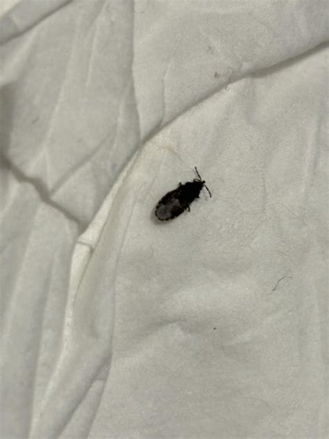 Just Found This In My Hotel Rbedbugs
