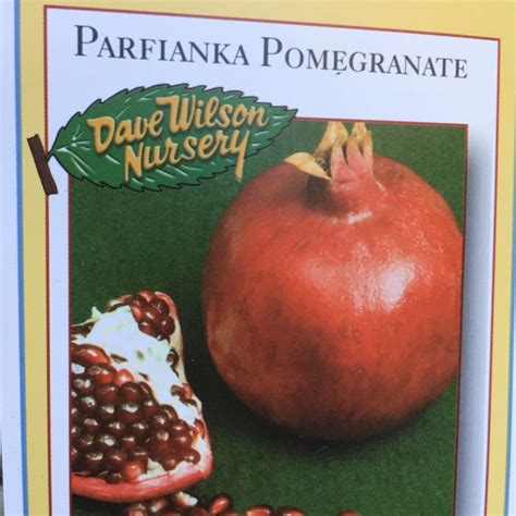 Parfianka Pomegranate Lavender