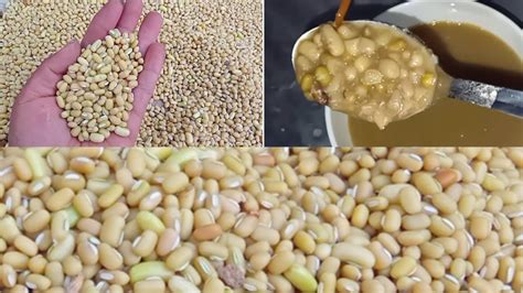 Organic Massaam Ko Dal Youtube