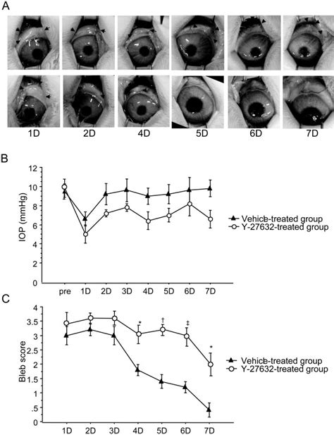 Postoperative Iop Bleb Features And Bleb Scores A Representative Download Scientific