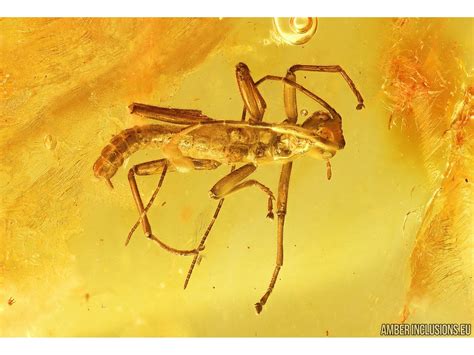 Nice Rare Walking Stick Phasmatodea Fossil Inclusion Baltic Amber