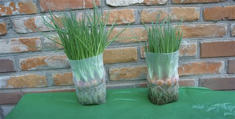 Як швидко виростити цибулю на підвіконні Главред