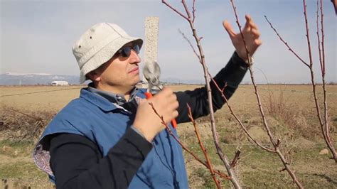 ქლიავის ხის გასხვლა Youtube