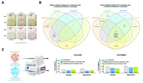 Substrate Utilization Patterns Of Therapy Induced Senescence Cells A