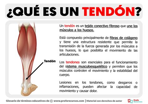 Qué Es Un Tendón Definición De Tendón