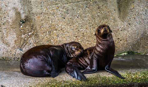 Sea Lion Behavior Background Images Hd Pictures And Wallpaper For Free