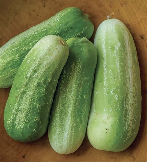 The 9 Best Pickling Cucumber Varieties In 2024 Backyard Gardeners Network