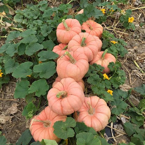 Porcelain Doll Improved F1 Untreated Pumpkin Seeds