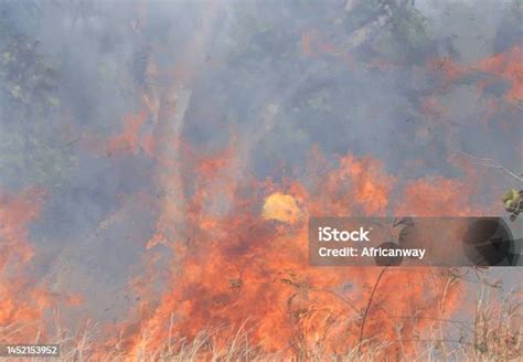 알비온 모리셔스 인도양 아프리카의 불타는 잔디밭에서 소방관 건조 기후에 대한 스톡 사진 및 기타 이미지 건조 기후 건조한 경관 Istock