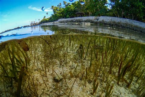 Florida Seagrasses — Florida Naturalists