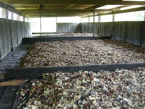 Breaking Down The Basics Of Copra Oil Processing