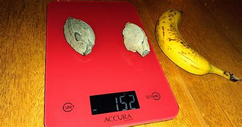 Fossils Rocks Found In Western Victoria Album On Imgur