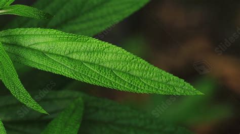 ใบไม้สีเขียว วาดด้วยมือตามธรรมชาติ พืช ป่า สวยงาม ดาวน์โหลดพื้นหลัง Powerpoint ฟรี Slidesdocs