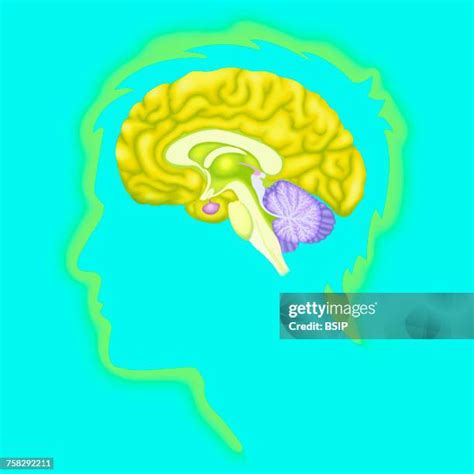 Anatomy Of The Brain Fornix Photos And Premium High Res Pictures